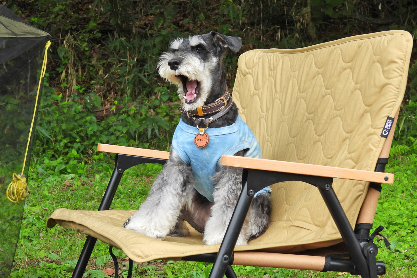 「カングー キャンプ2024」の会場から 内装・外装など61枚 【画像・写真】 - webCG